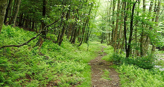 Camping Hidden Springs State Forest in Illinois - Outdoors with Bear Grylls