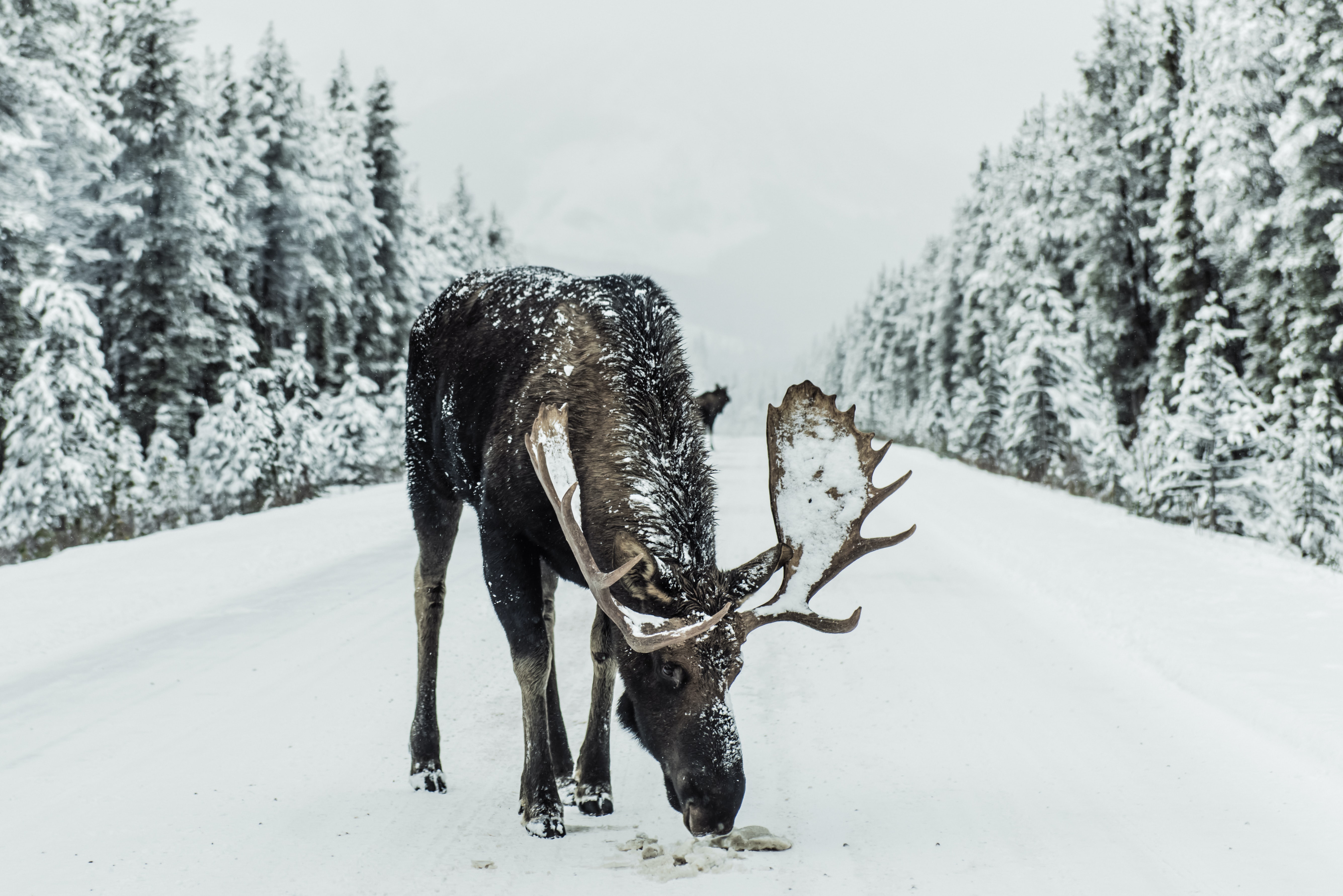 This is What it Actually Looks Like When a Moose Sheds its Antlers ...