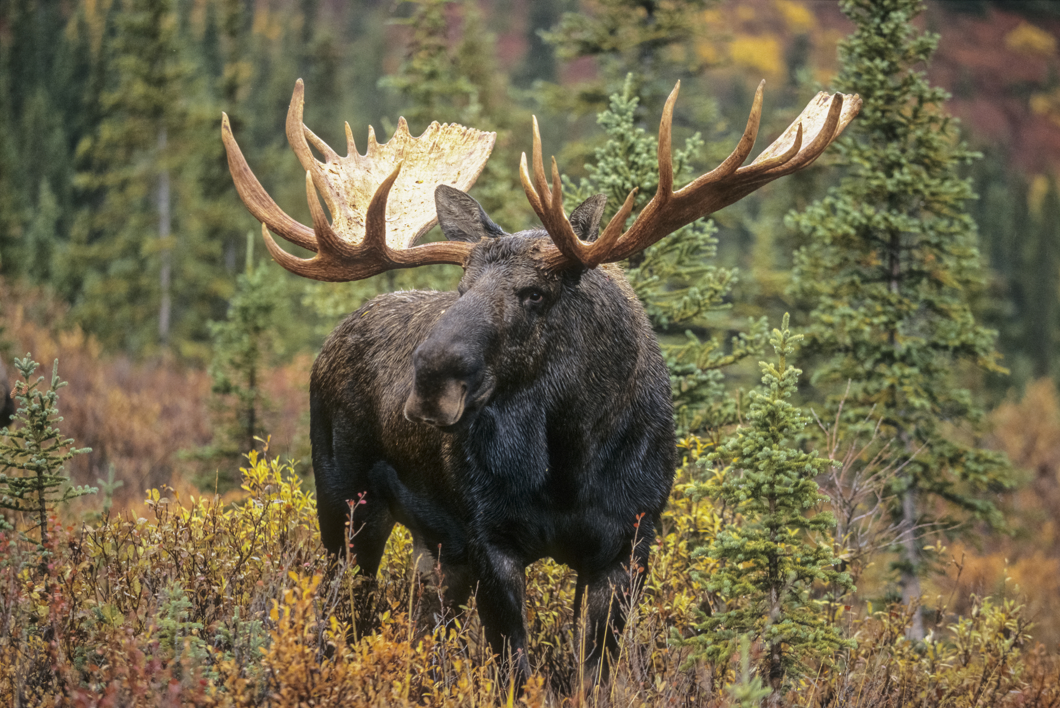 Moose Safety Tips: What to Do if You Encounter a Moose - Outdoors with ...
