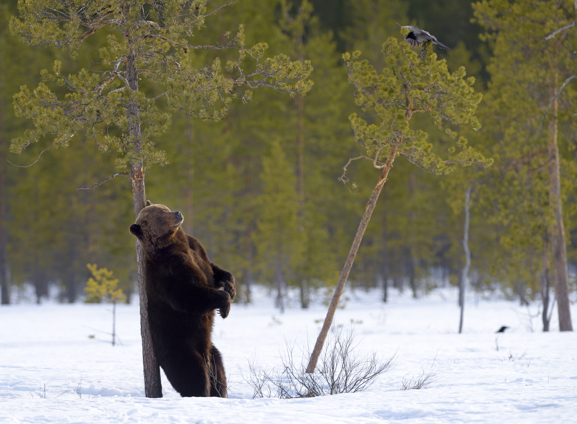 The Real Reason Bears Rub Their Backs Against Trees - Outdoors with ...