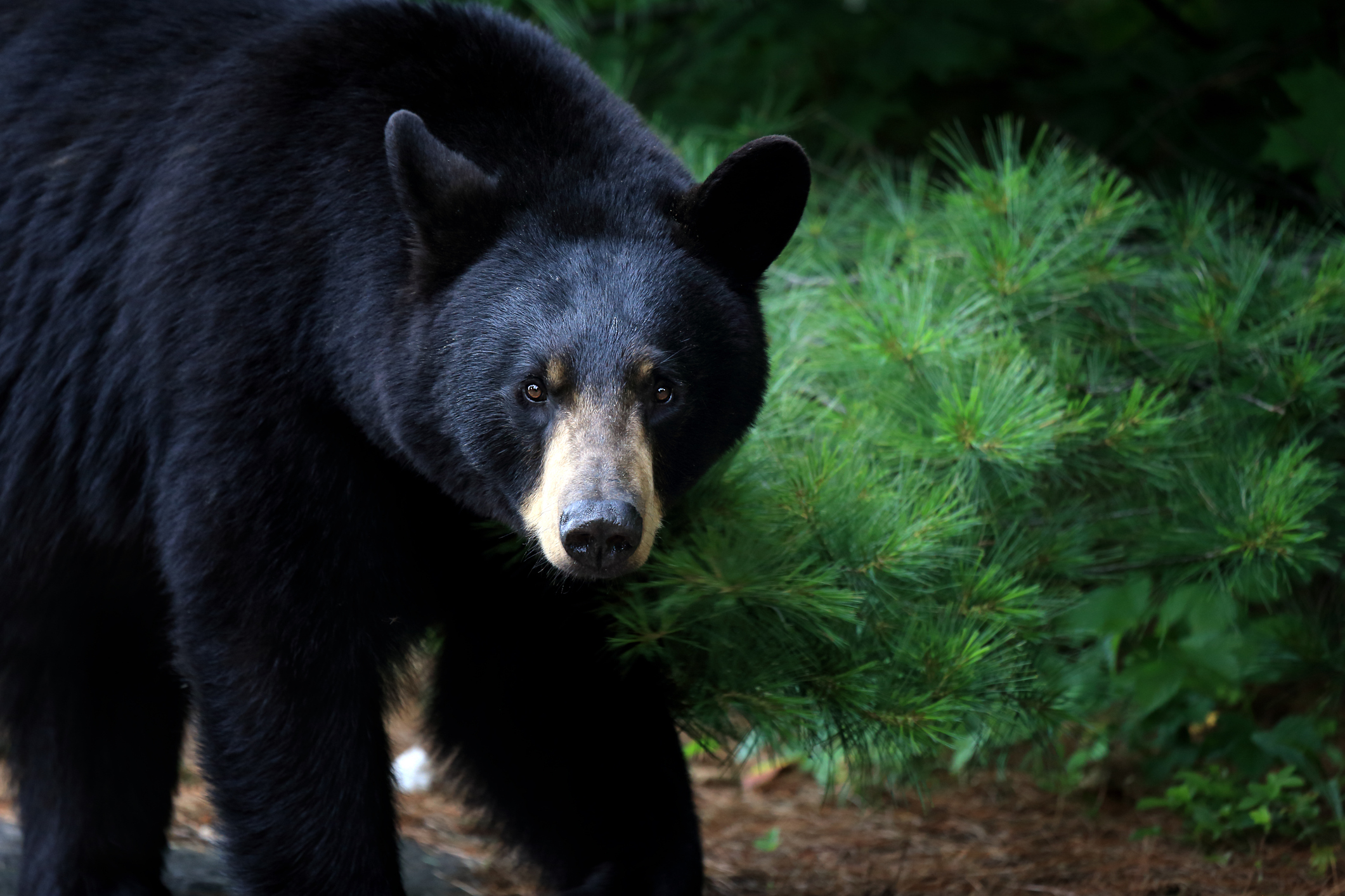 Bear Safety tips: What to Do if You Encounter a Bear - Outdoors with ...