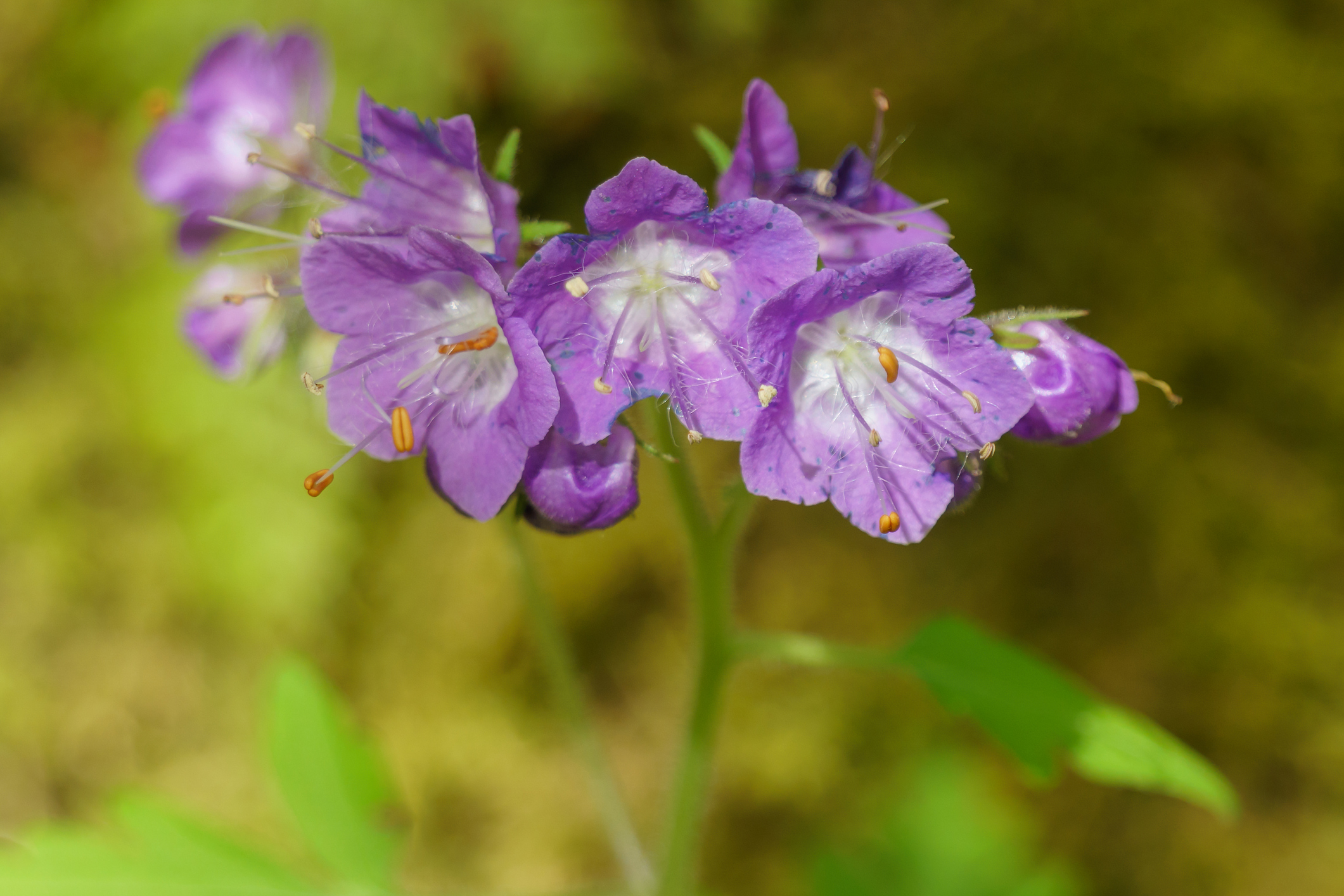 The 9 Best National Parks for Seeing Wildflowers - Outdoors with Bear ...