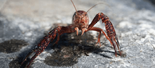 10 Best Places to Catch Crawfish - Outdoors with Bear Grylls
