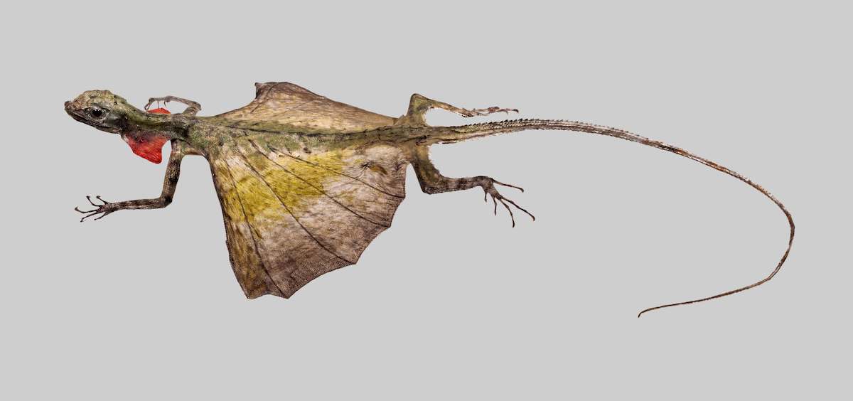 Imagine Dragons: 5 Lizards That Look Like Mythical Beasts - Outdoors ...