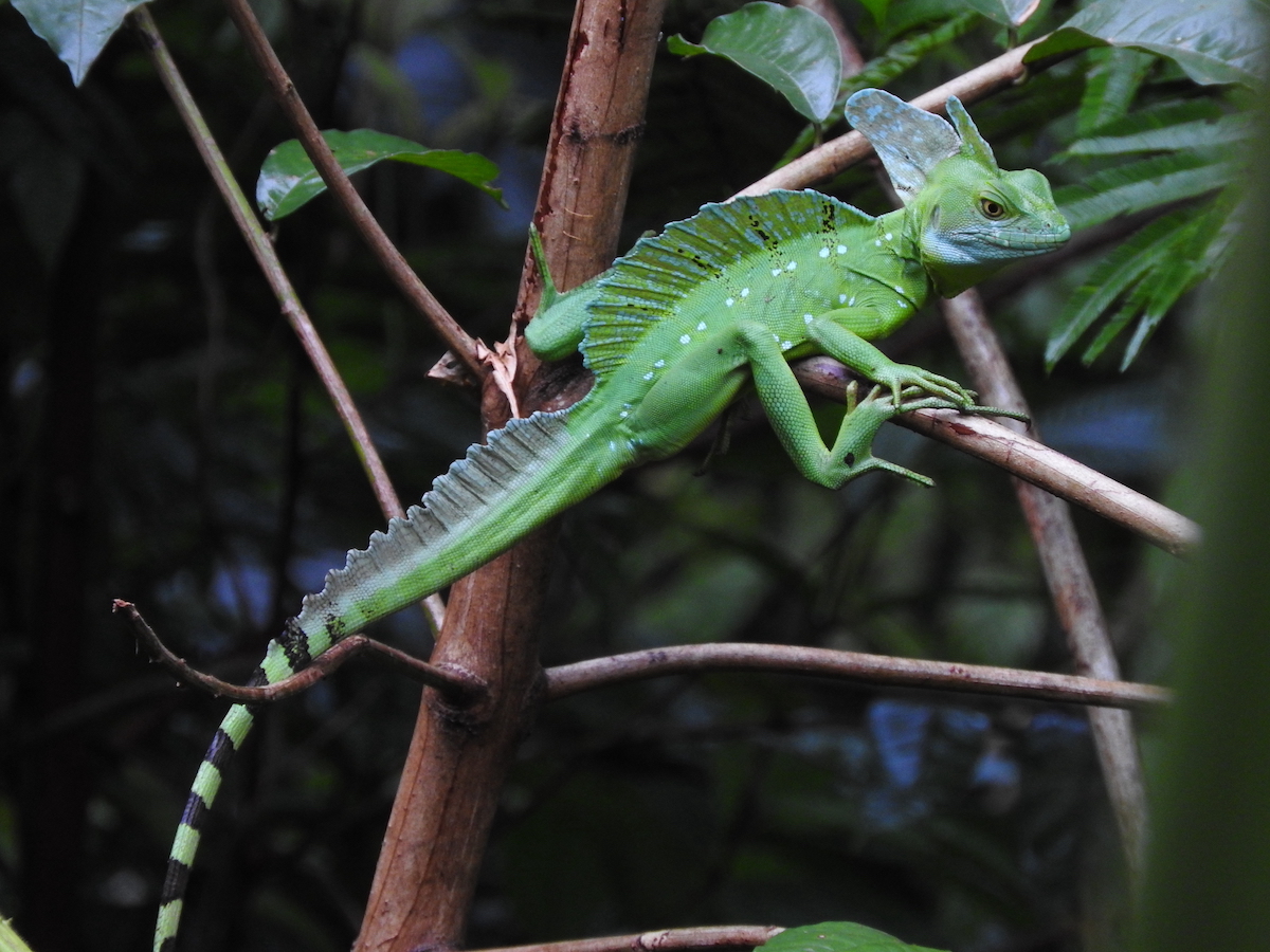 Imagine Dragons: 5 Lizards That Look Like Mythical Beasts - Outdoors ...