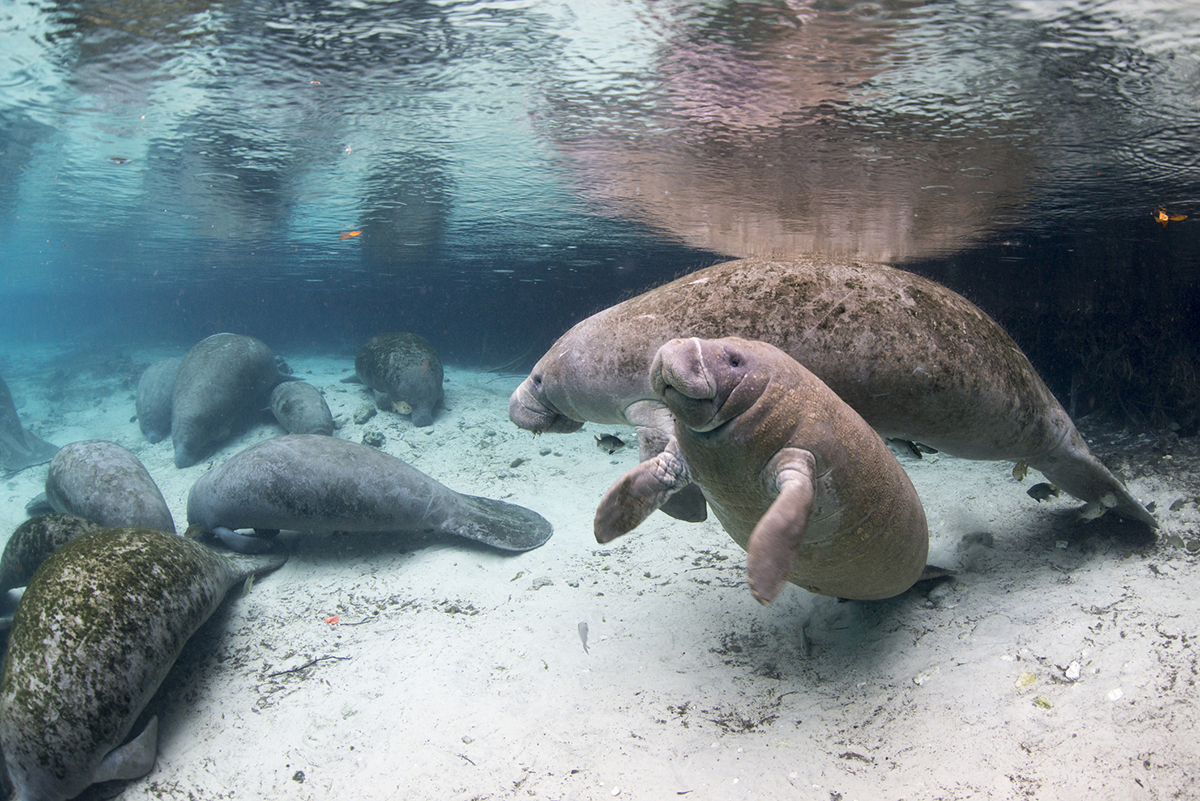 A Manatee Meet-Up: Watch Hundreds of Sea Cows Gather In Florida ...