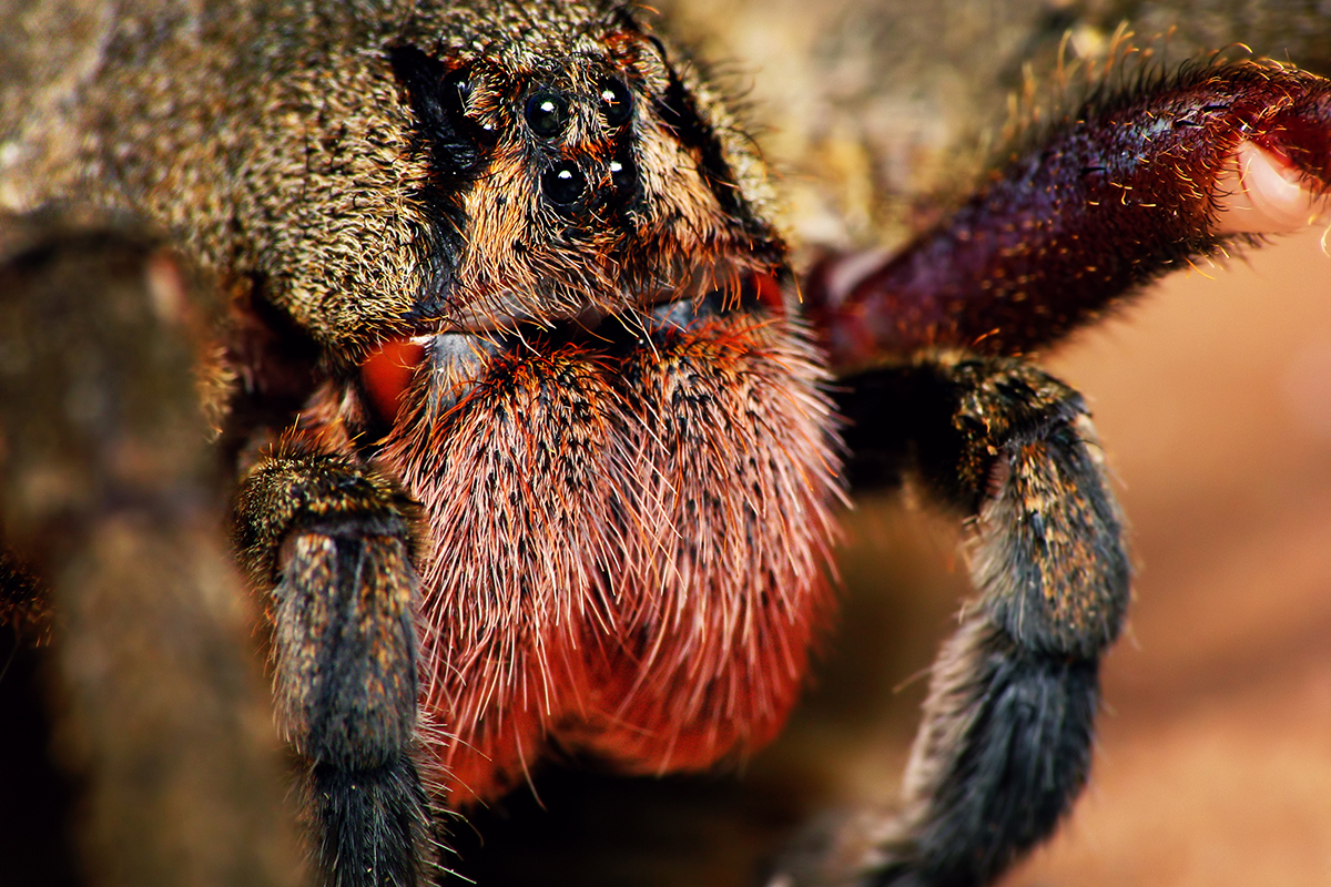 12 of the Most Dangerous Animals in the Amazon - Outdoors with Bear Grylls