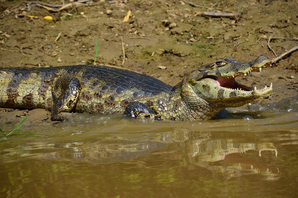 12 of the Most Dangerous Animals in the Amazon - Outdoors with Bear Grylls