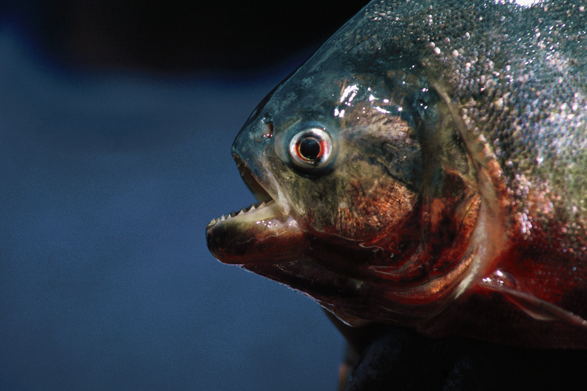 12 of the Most Dangerous Animals in the Amazon - Outdoors with Bear Grylls