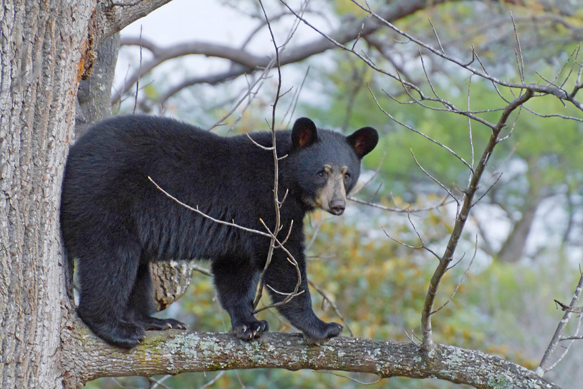 7 Bear Myths You Need to Stop Believing, From a Bear Expert - Outdoors ...