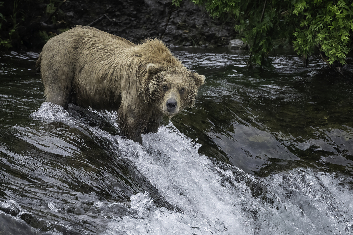 7 Bear Myths You Need to Stop Believing, From a Bear Expert - Outdoors ...