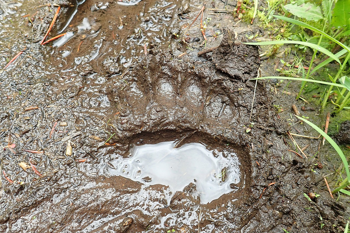 Ask Outdoors: How Do I Differentiate Between Different Types of Animal ...