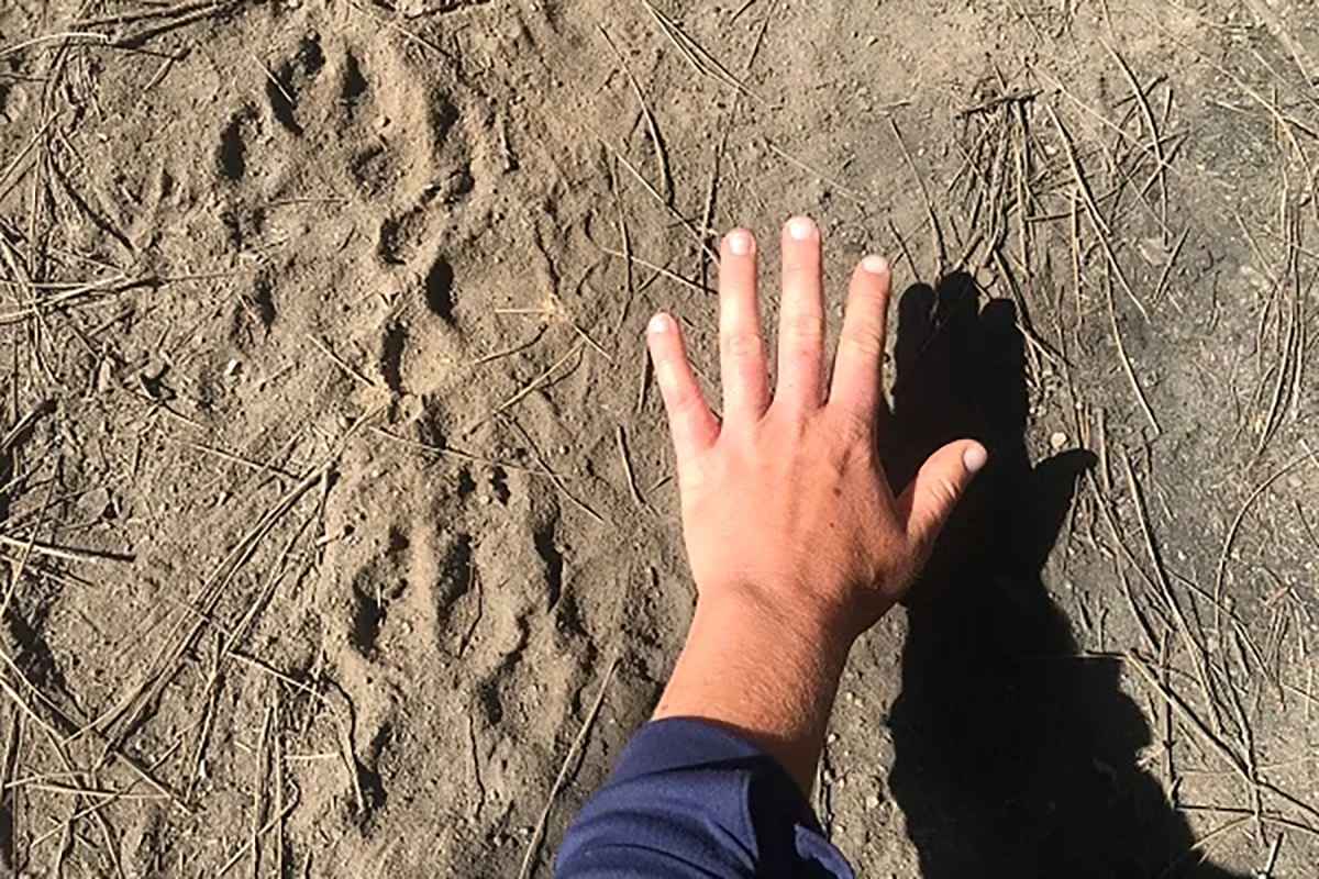 New Gray Wolf Pack Discovered in Southern California - Outdoors with ...