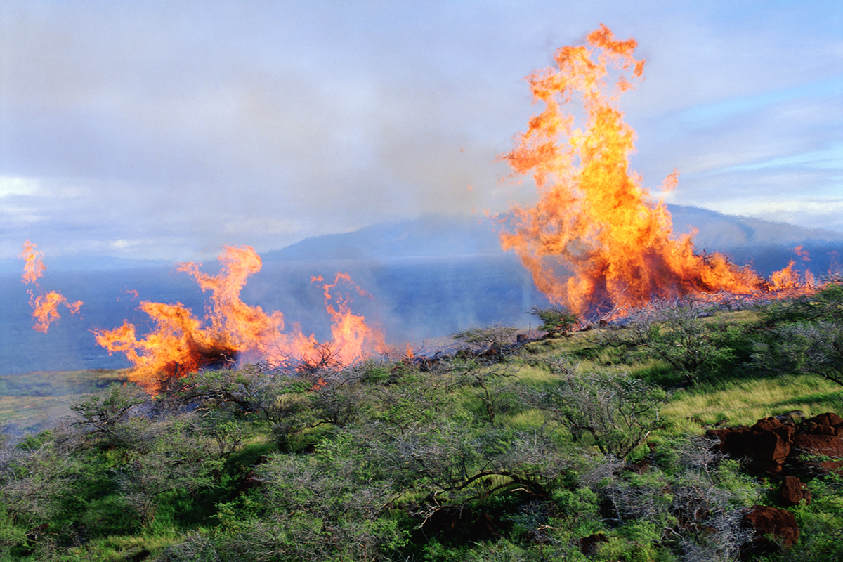 What Caused the Maui Fires? Here’s What We Know - Outdoors with Bear Grylls
