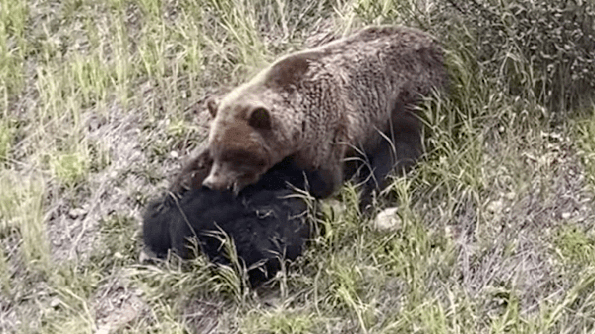 WATCH: Grizzly and Moose Fight in Alaskan River - Outdoors with Bear Grylls