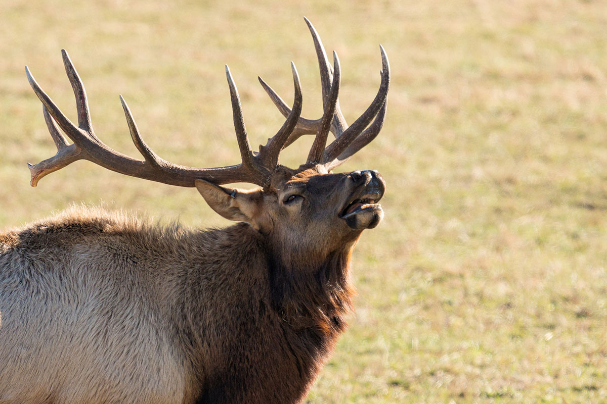 Rut Season at Rocky Mountain National Park, Plus Other Fall Animal ...