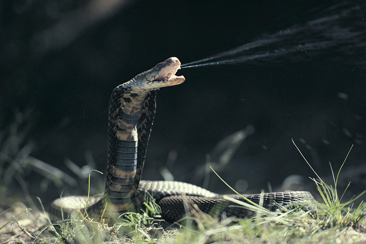 S-s-sensational Tales: 5 Snake Myths Busted by an Expert - Outdoors ...