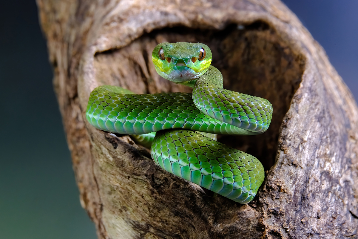 S-s-sensational Tales: 5 Snake Myths Busted by an Expert - Outdoors ...