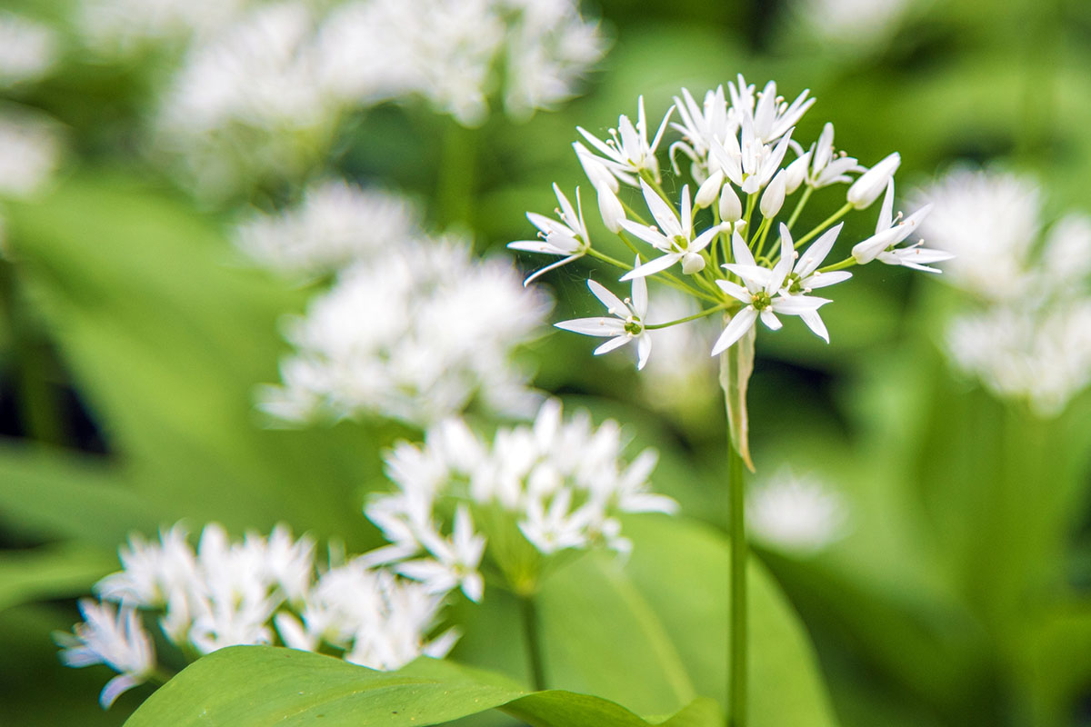 5 Survival Plants Every Forager Should Know - Outdoors with Bear Grylls