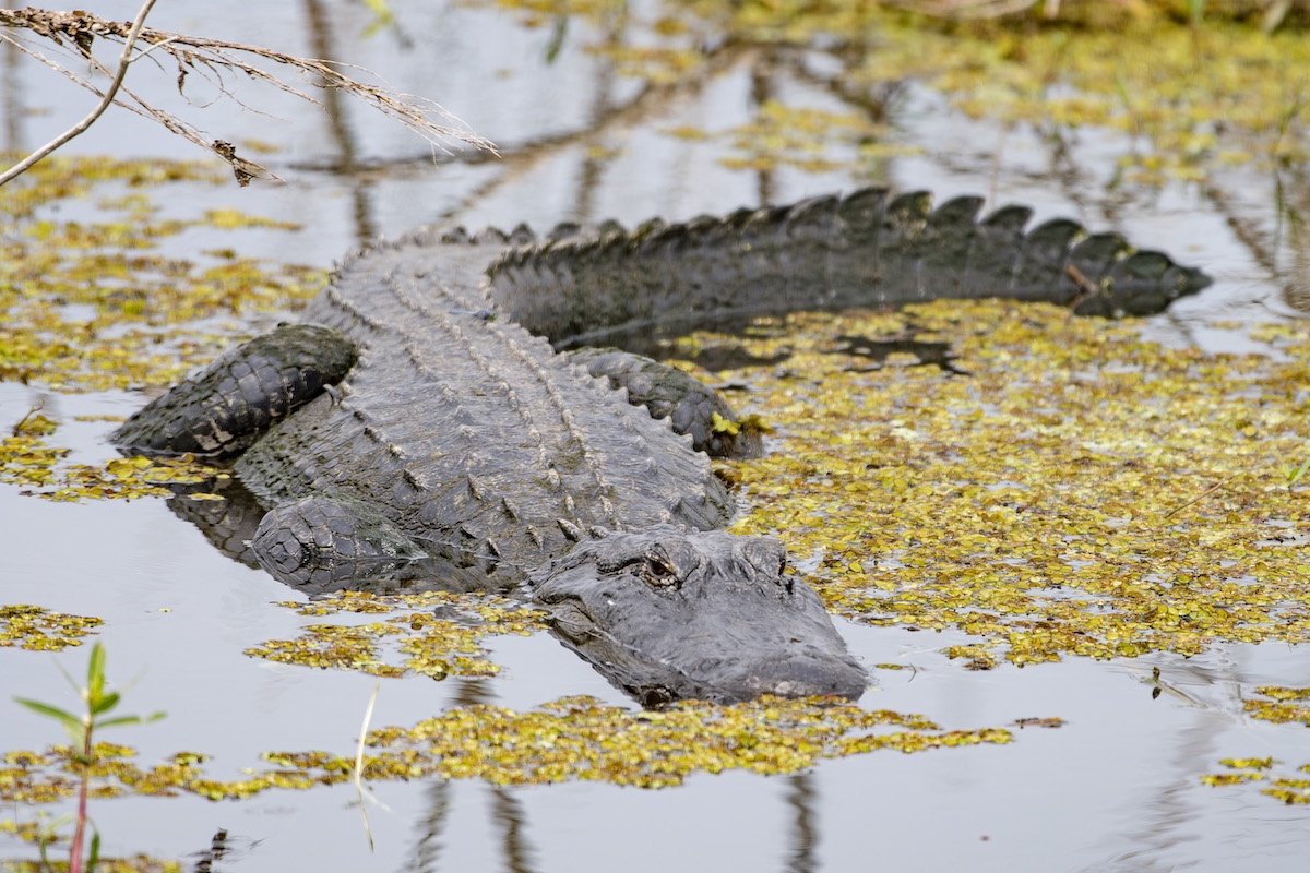 Later Gator: 6 Alligator Myths Busted by an Expert - Outdoors with Bear ...