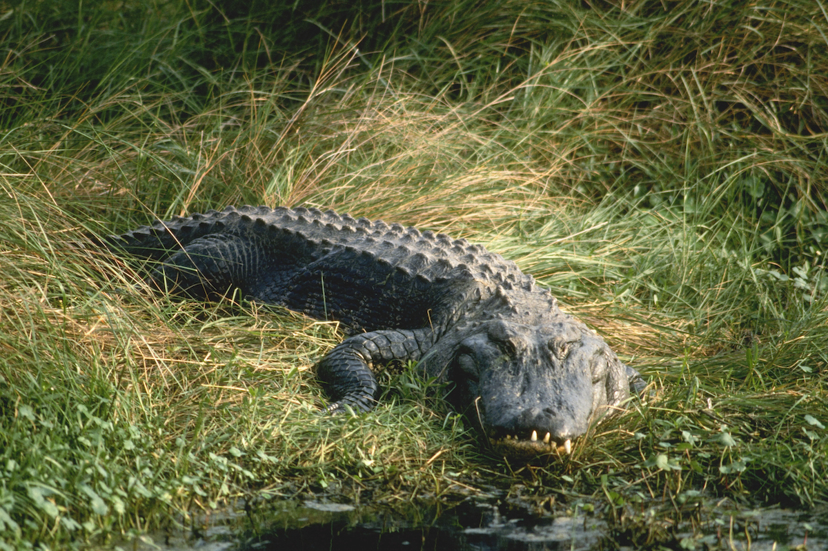 Later Gator: 6 Alligator Myths Busted by an Expert - Outdoors with Bear Grylls