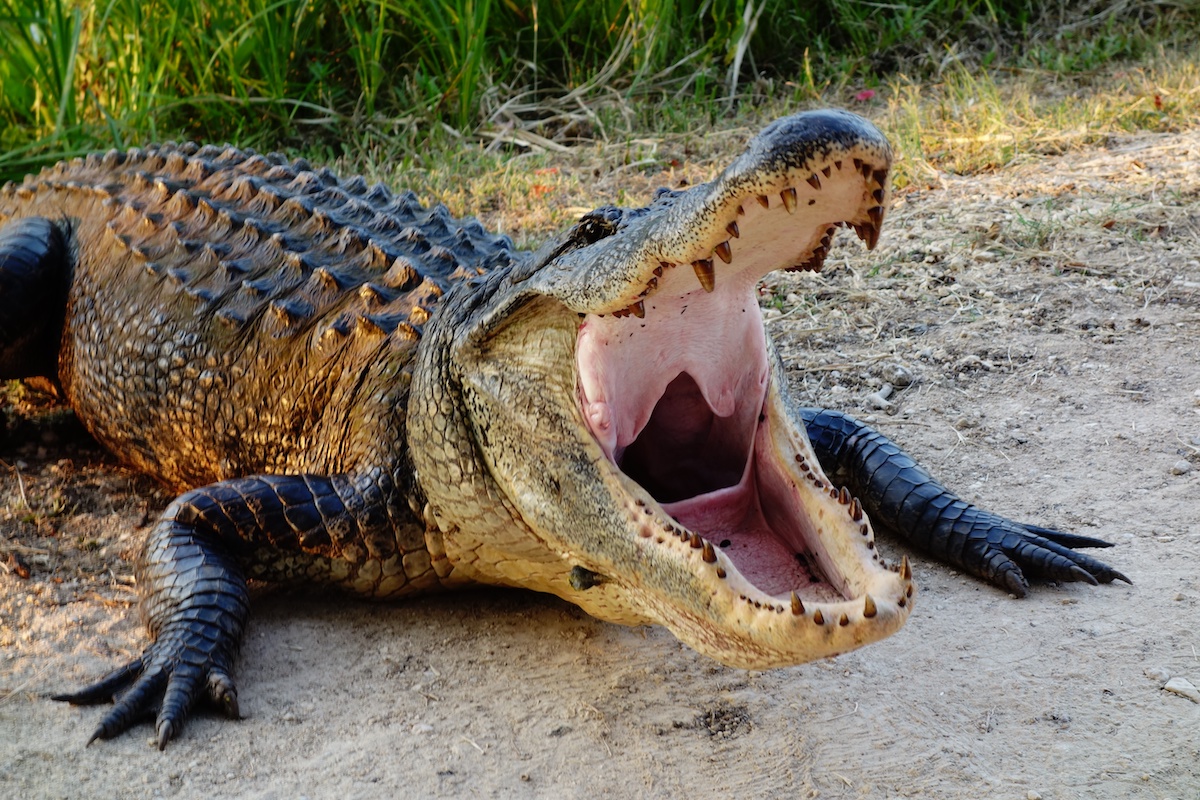 Later Gator: 6 Alligator Myths Busted by an Expert - Outdoors with Bear Grylls