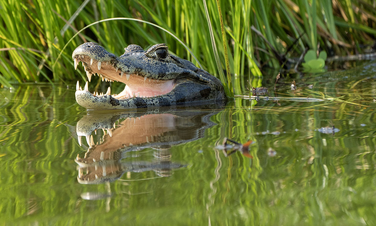 Later Gator: 6 Alligator Myths Busted by an Expert - Outdoors with Bear ...