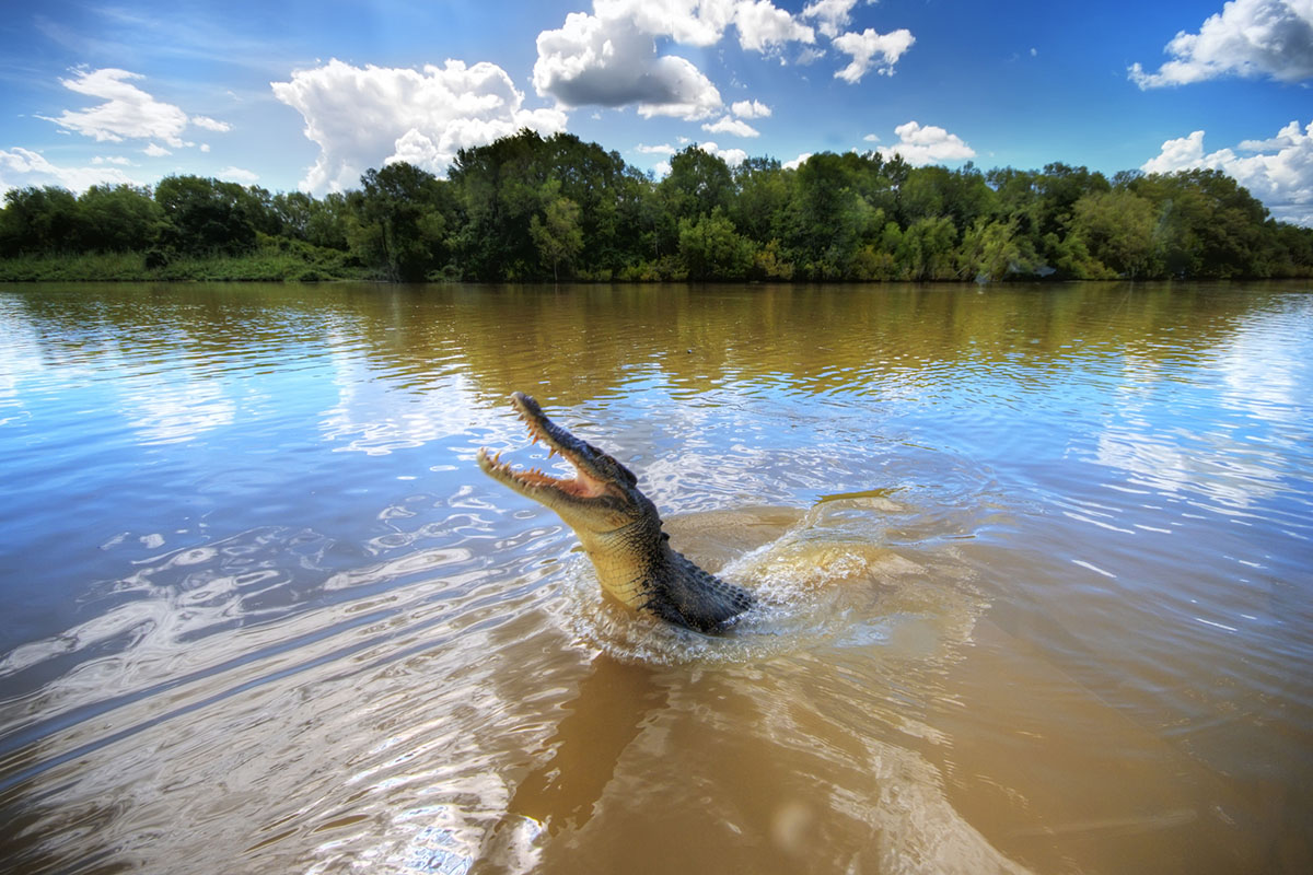 Later Gator: 6 Alligator Myths Busted by an Expert - Outdoors with Bear Grylls