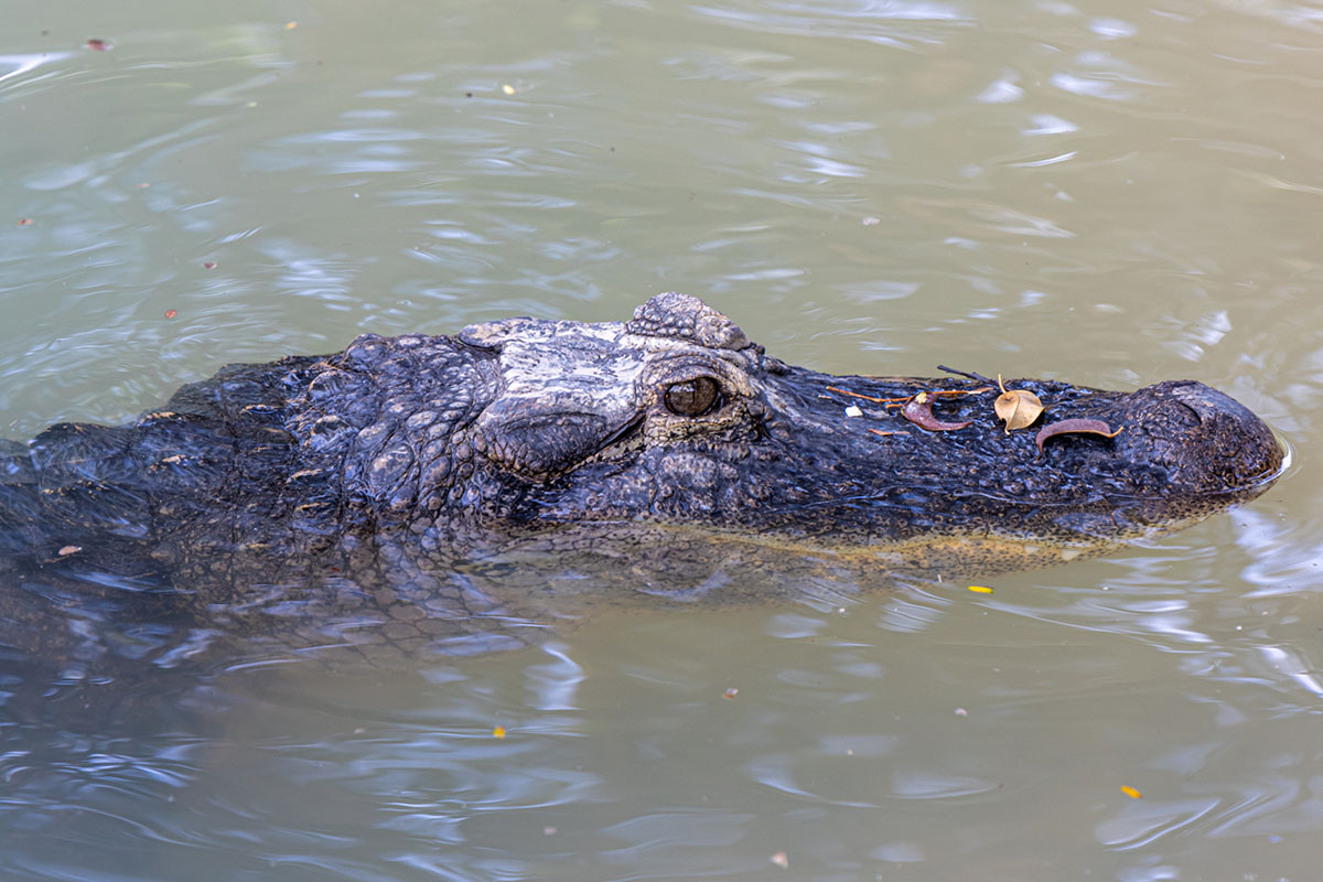 Later Gator: 6 Alligator Myths Busted by an Expert - Outdoors with Bear ...