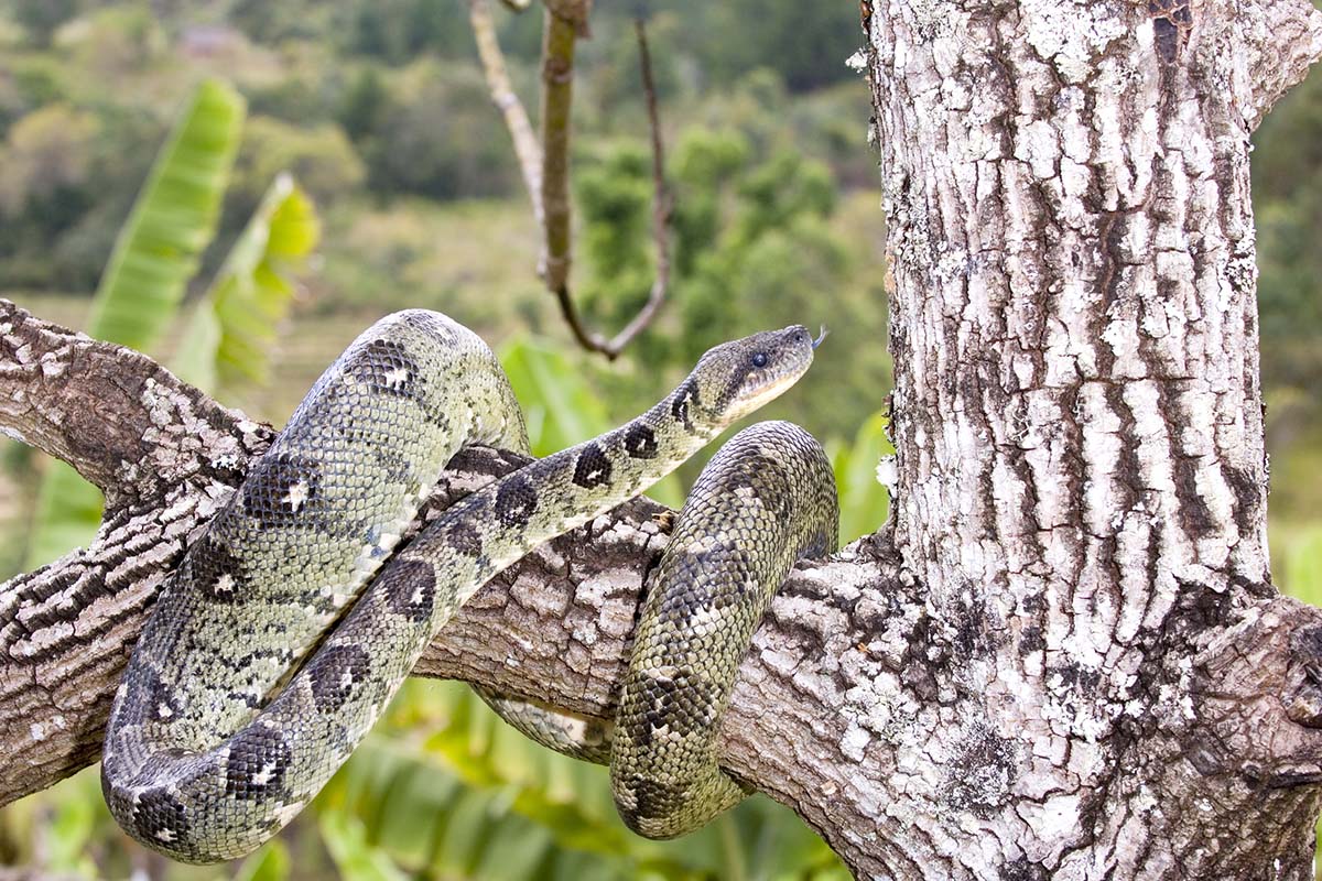 5 Animals You've Never Seen From Madagascar’s Andasibe National Park ...
