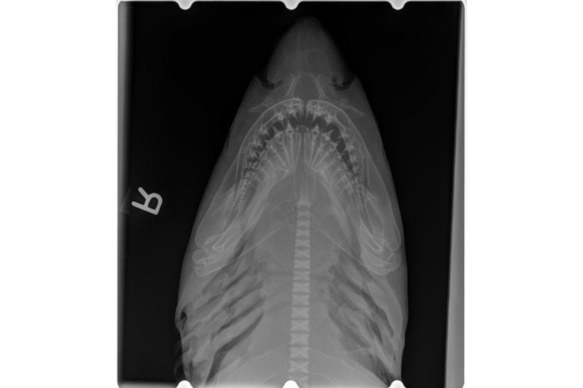 Awesome or Creepy? Check Out These X-Rays of Sharks, Turtles and Other ...