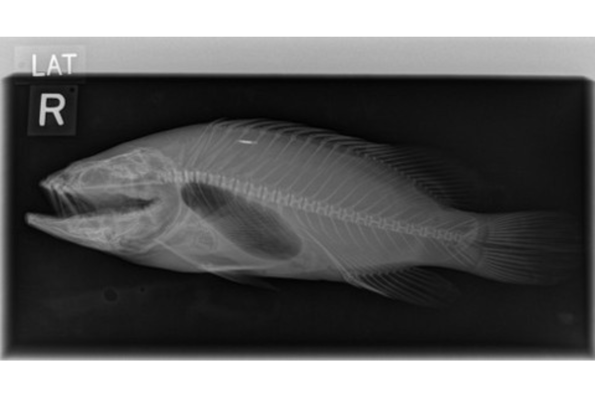 Awesome or Creepy? Check Out These X-Rays of Sharks, Turtles and Other ...