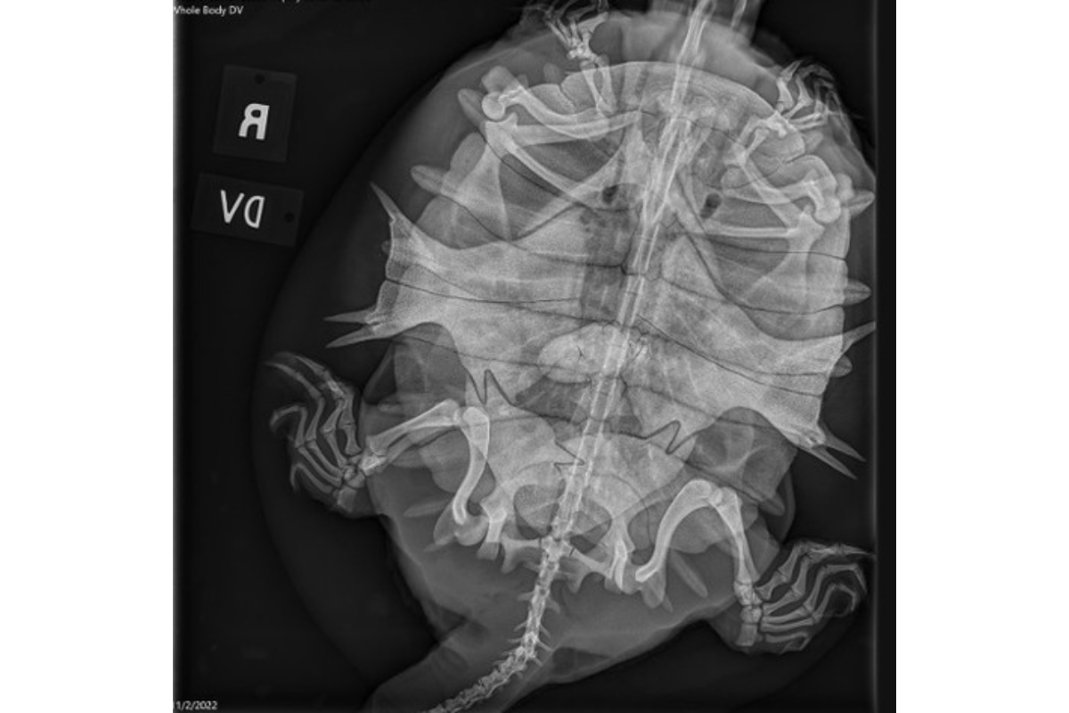 Awesome or Creepy? Check Out These X-Rays of Sharks, Turtles and Other ...