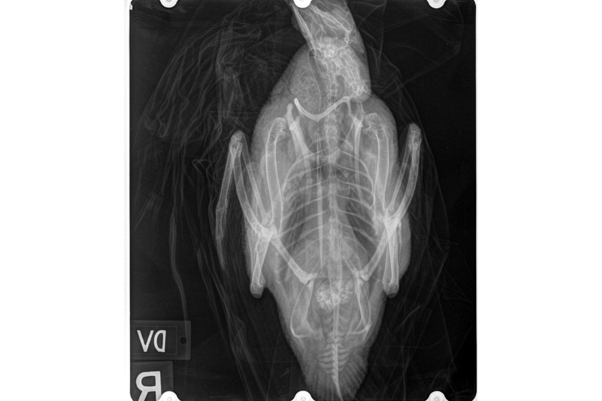 Awesome or Creepy? Check Out These X-Rays of Sharks, Turtles and Other ...