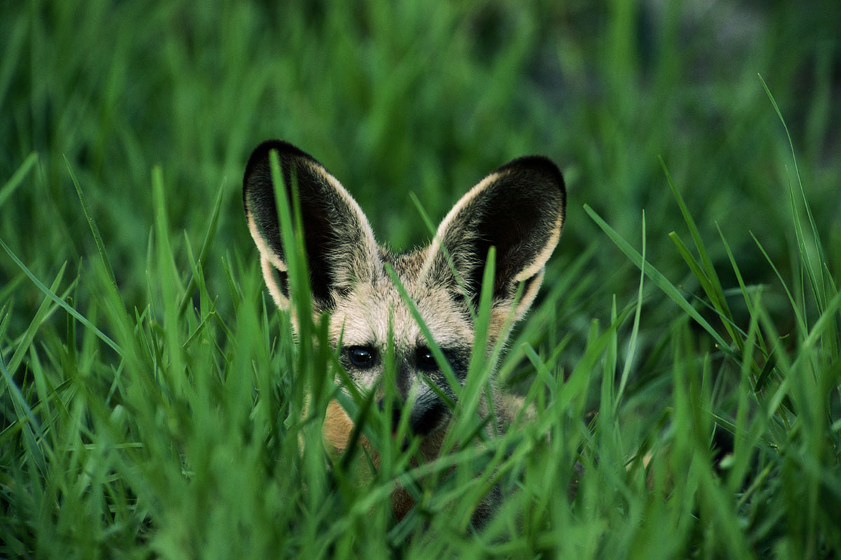 The Cutest Shy Animals You've Never Seen - Outdoors with Bear Grylls