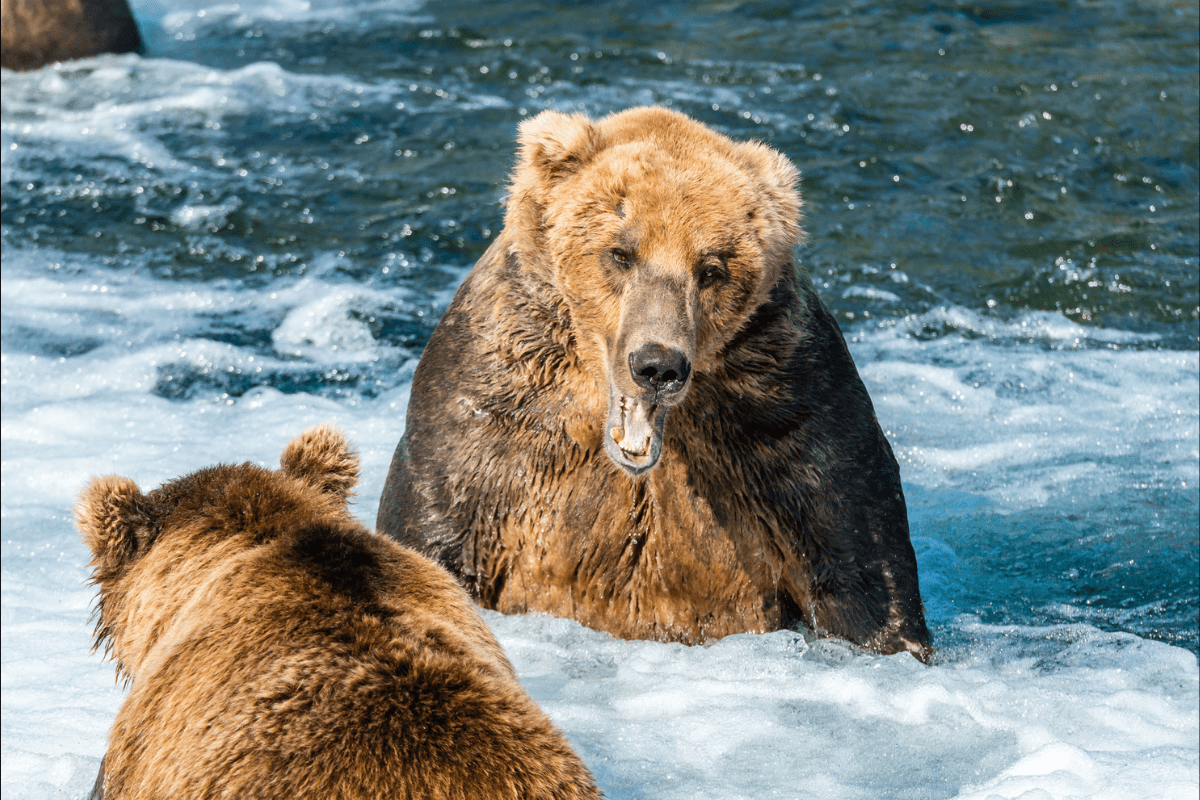 Watch the 'Most Awesome Bear Fight Ever Recorded' - Outdoors with Bear ...