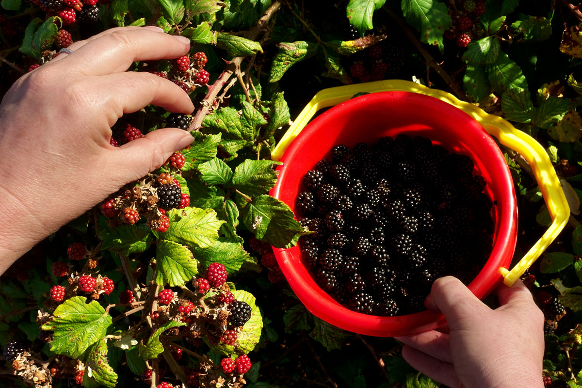 Science Behind Foraging: Why Gathering Plants Is Good for Your Body and ...
