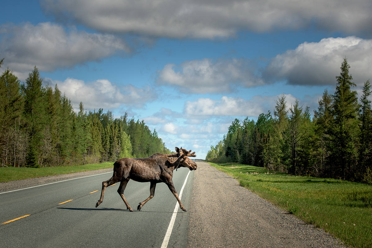 6 Moose Myths Busted by an Expert - Outdoors with Bear Grylls
