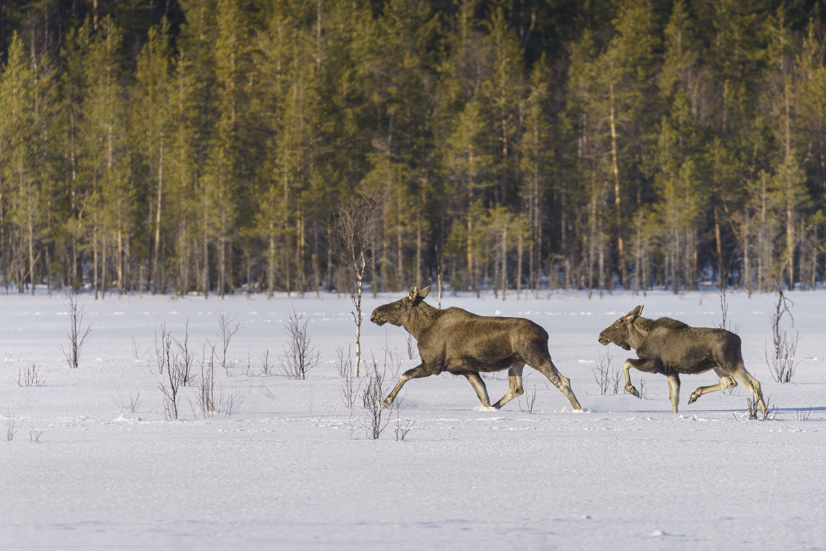 6 Moose Myths Busted by an Expert - Outdoors with Bear Grylls