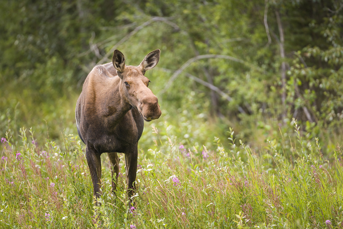 6 Moose Myths Busted by an Expert - Outdoors with Bear Grylls