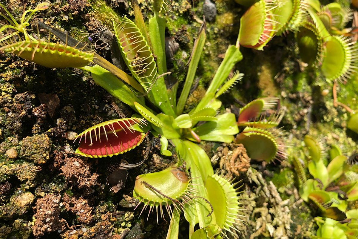 Incredible Trails and Venus Fly Traps: 5 Things to Know About Hiking in ...