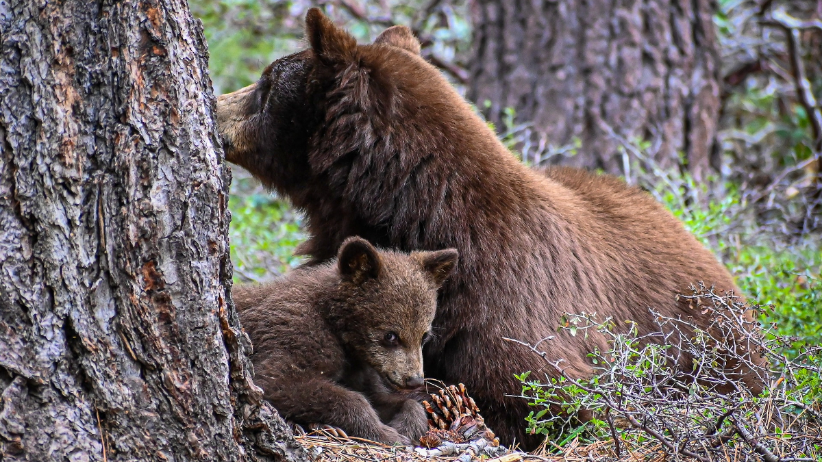 Bear Safety tips: What to Do if You Encounter a Bear - Outdoors with ...
