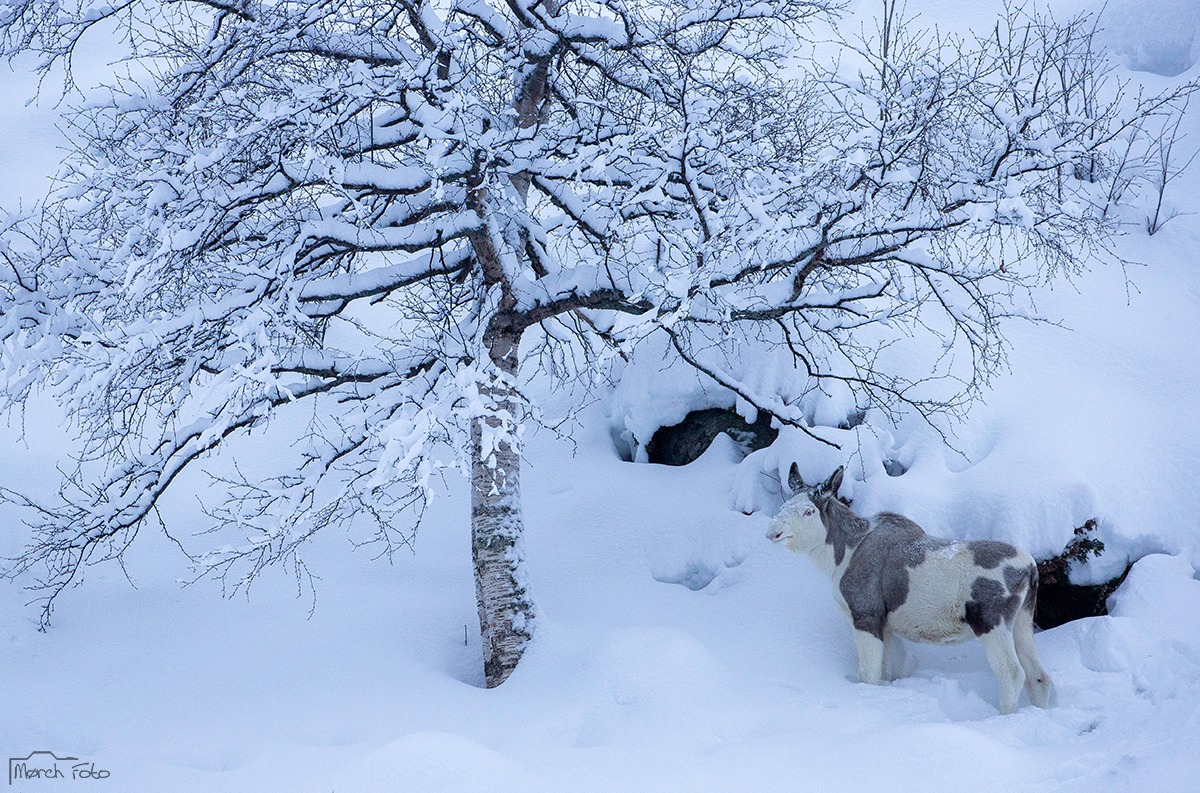 SPOTTED: Rare Piebald Moose Exploring a Norwegian Valley