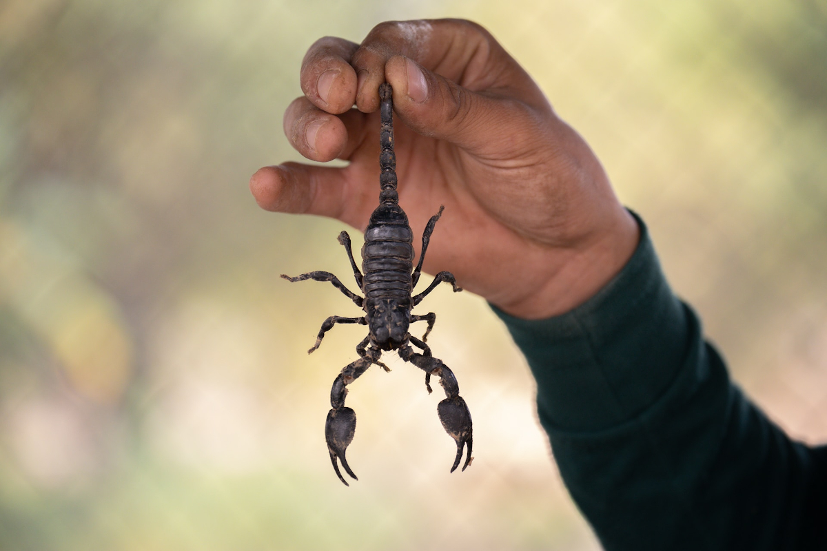 Are Scorpions Deadly? Separating Scorpion Facts from Scorpion Myths