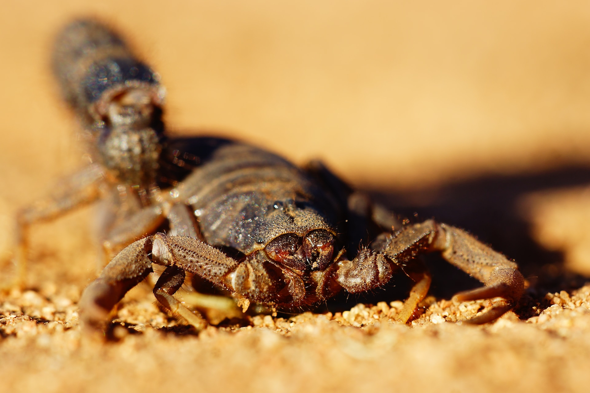 Are Scorpions Deadly? Separating Scorpion Facts from Scorpion Myths