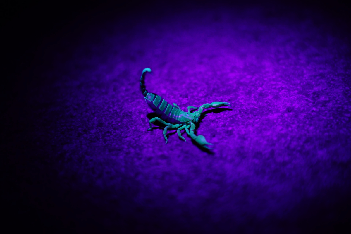 Are Scorpions Deadly? Separating Scorpion Facts from Scorpion Myths