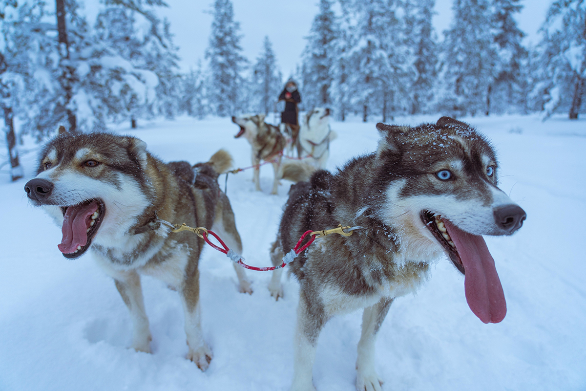 A Sled Dog Lover's Guide to the World - Outdoors with Bear Grylls