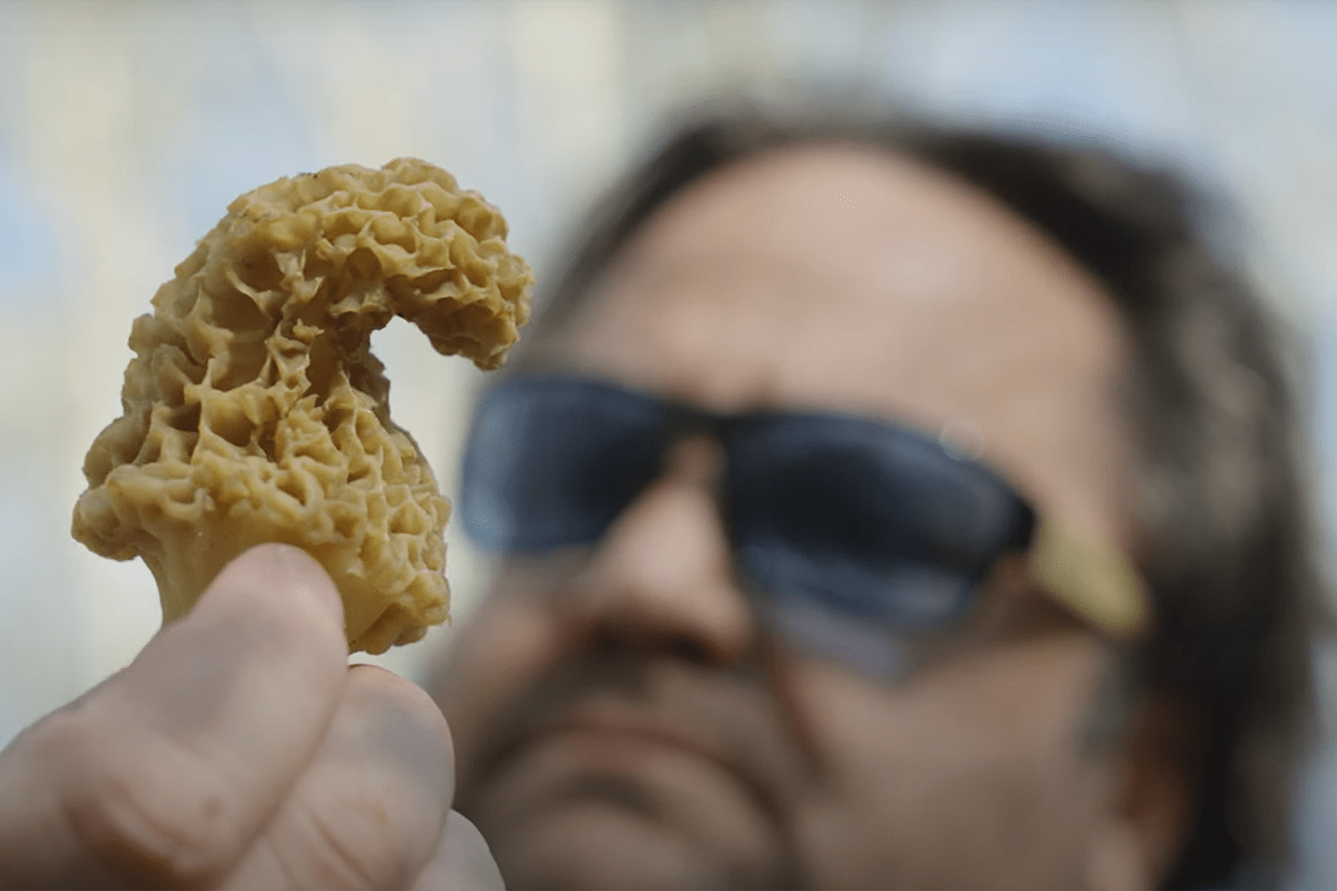 Yes Mushroom Hunting Glasses Are A Thing—but Do Fungeyes Actually Help With Foraging