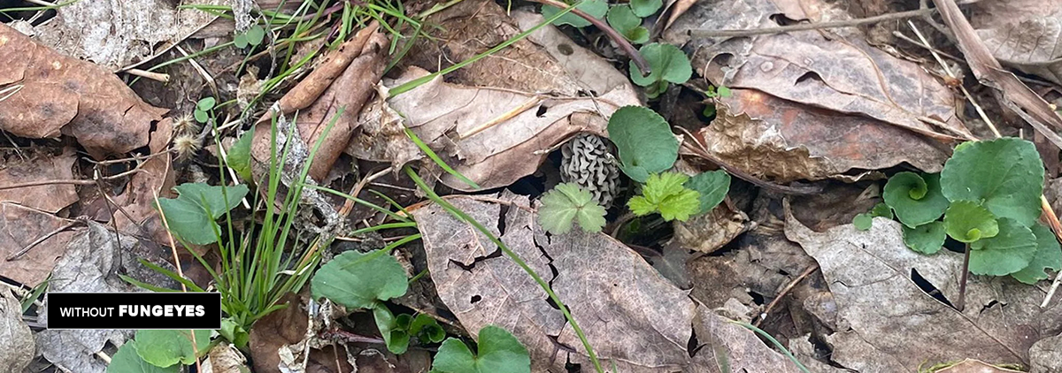 Yes Mushroom Hunting Glasses Are A Thing—but Do Fungeyes Actually Help With Foraging