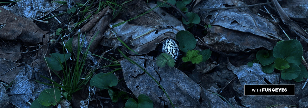 Yes Mushroom Hunting Glasses Are A Thing—but Do Fungeyes Actually Help With Foraging